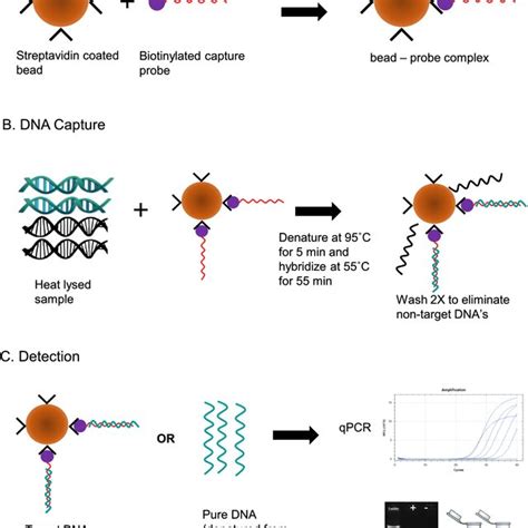 Limit Of Detection For DNA Capture Assisted RPA The Experiment Was