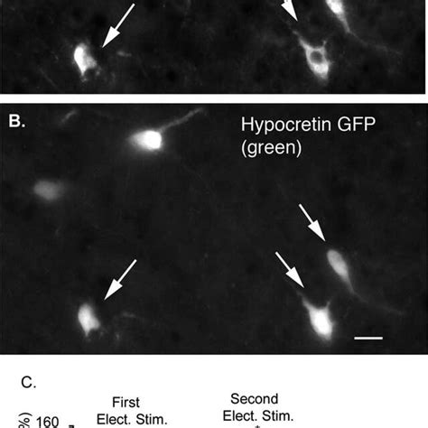Dynorphin Release From Dorsal Lateral Hypothalamus A Photomicrograph Download Scientific