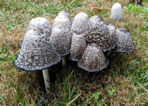 All About Shaggy Mane Coprinus Comatus Mushroom Mushroom Appreciation