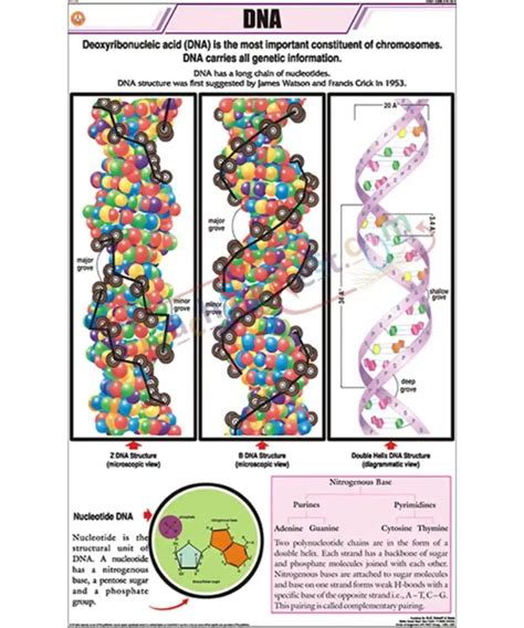 Dna Chart Laminated With Rollers Teachingnest