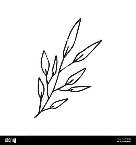 Cute Doodle Style Twig Vector Illustration For Postcard Decorvector