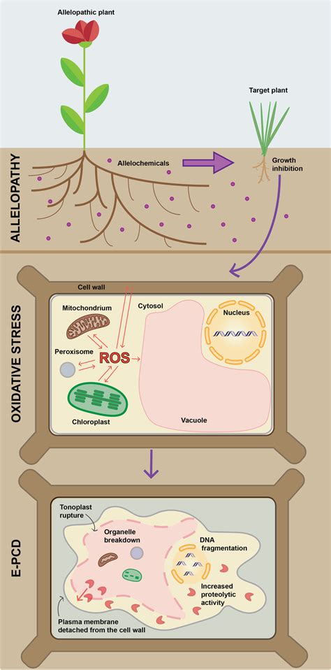 Allelopathy Is A Plant Plant Interaction In Which An Allelopathic Plant Download Scientific