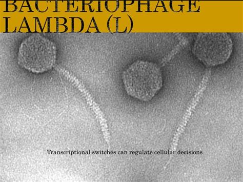 Bacteriophagelambdappt