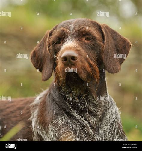 German Wirehaired Pointer Stock Photo Alamy