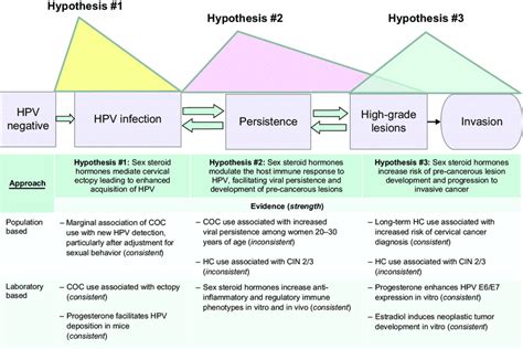 Summary Of The Potential Biological Hypotheses Of The Effects Of Sex Download Scientific