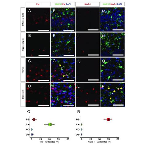 Transcription Factors Are Regionally Specific In Vivo A H