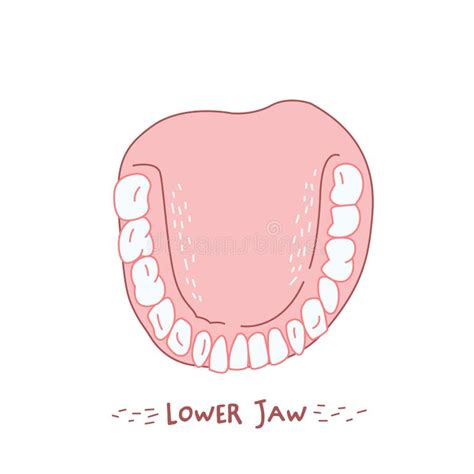 Teeth Lower Jaw Stock Illustrations 1 023 Teeth Lower Jaw Stock