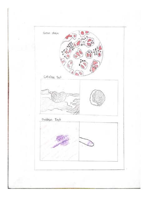 Gram Stain Pdf
