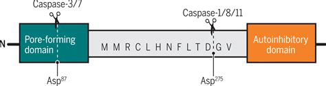 Gasdermin D Activity In Inflammation And Host Defense Science Immunology