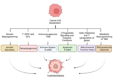 Metabolic Pathways Altered In Cancer Cell Metabolism Vegf Vascular