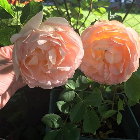 ყვავილების ნერგები