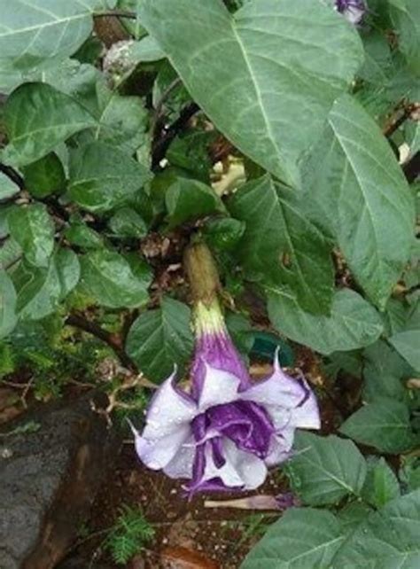 How To Grow Datura From Seed
