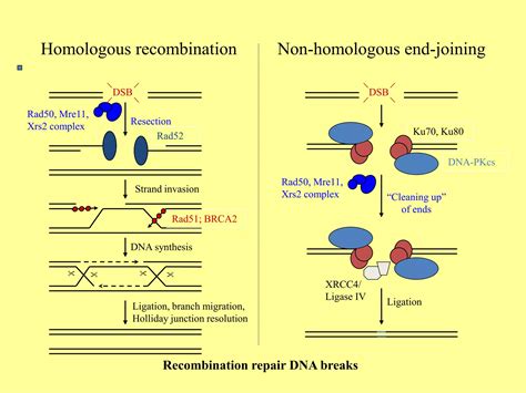 Homologous Recombination Hr Pptx