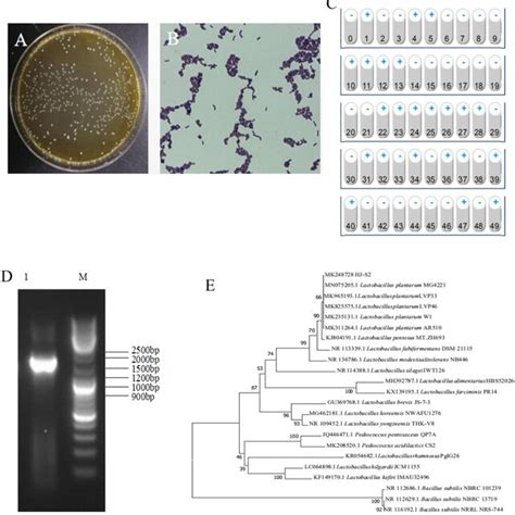 Strain Identification Results A Colony Morphology B Gram Stain