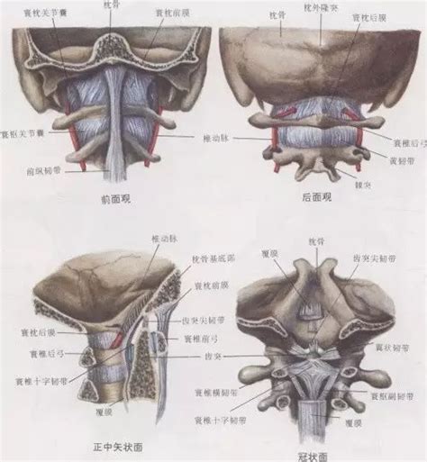 颈椎棘突图片 什么是棘突 颈椎棘突 大山谷图库