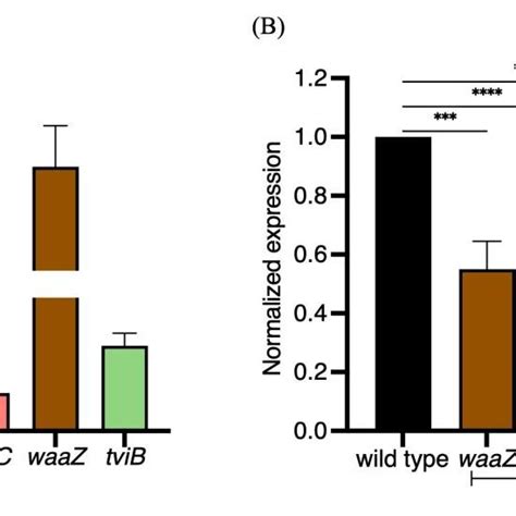 Steady State Levels Of Biofilm Components Are Increased In