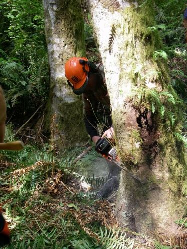 Starting The Open Face Cut In Game Of Logging Tree Felling Yarding Bucking Chainsaw Safety