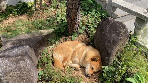 채소 텃밭 정원 9월3 Youtube