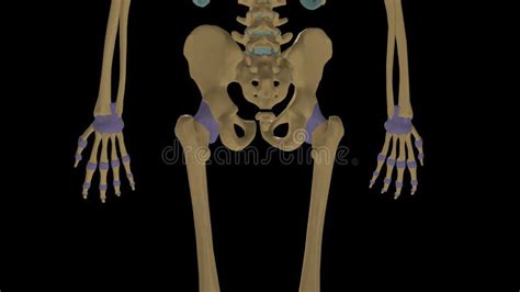 Condyloid Joint Stock Footage Video Of Condyloid Mobility 341367408