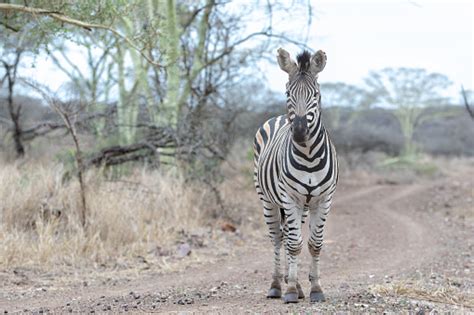 아프리카의 비포장 자갈 길에서 오른쪽 사진작가를 걷는 얼룩말 종마 갈색에 대한 스톡 사진 및 기타 이미지 갈색 검은색 관목 Istock