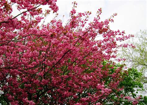 Deep Pink Tree Blossoms By BlueMoonRose Redbubble