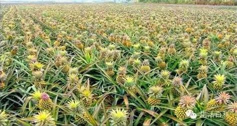買了1個鳳梨回家，用這簡單方法，鳳梨可以不斷再生吃一輩子！！超神奇的，你快試試看啦！