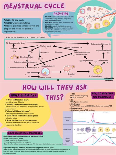 Menstrual Cycle And Implantation 1 Pdf Menstrual Cycle Luteinizing Hormone