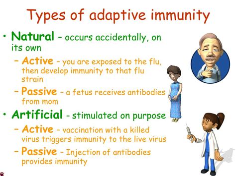 Ppt Types Of Adaptive Immunity Powerpoint Presentation Free Download Id 871887