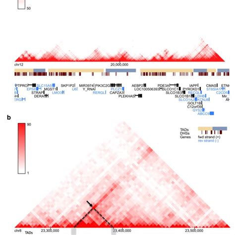 examples of using the 3d genome browser to explore hi c data a a 10 mb
