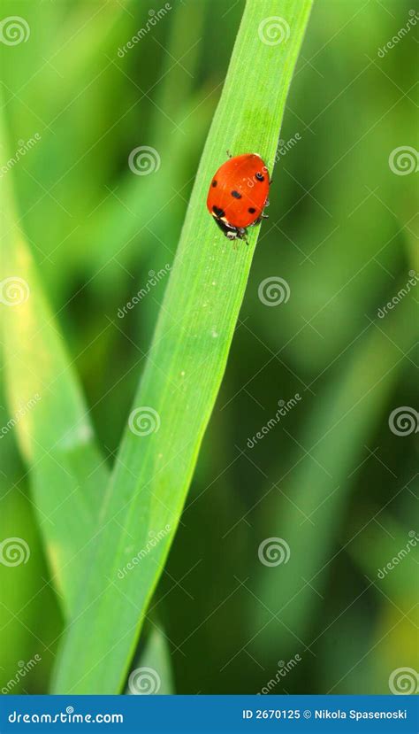 Ladybug Stock Image Image Of Close Jaws Paws Macro 2670125