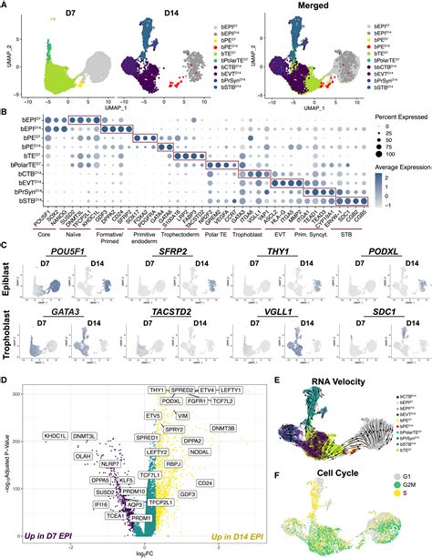 D Cultured Blastoids Model Human Embryogenesis From Pre Implantation To Early Gastrulation