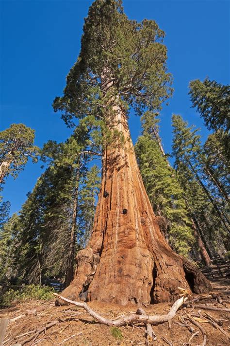 Massive Base To A Massive Sequoia Stock Image Image Of Giant Park