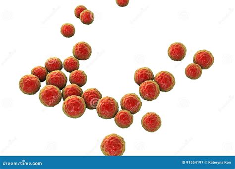 Bacteria Enterococcus Illustration Stock Illustration Illustration Of Infection Micro 91554197