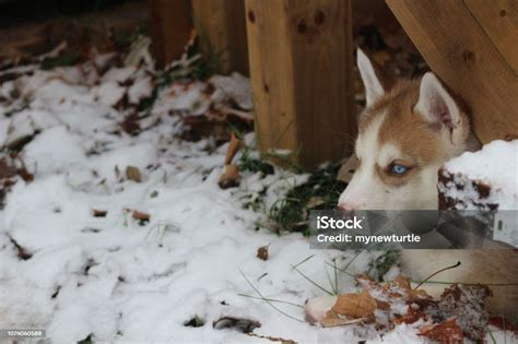 8 주 오래 된 시베리안 허스키 강아지 지상에 몇 가지 눈으로 야외를 탐험 붉은 색의 코트와 두가지 눈 가축에 대한 스톡 사진 및 기타 이미지 Istock