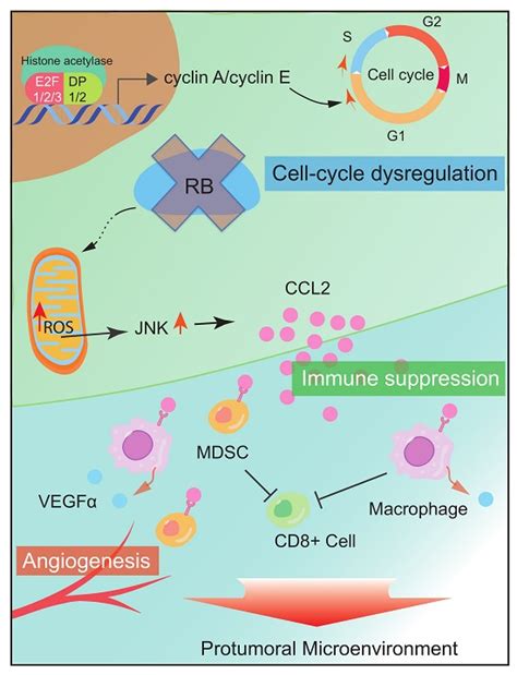 Retinoblastoma Protein Cell Cycle