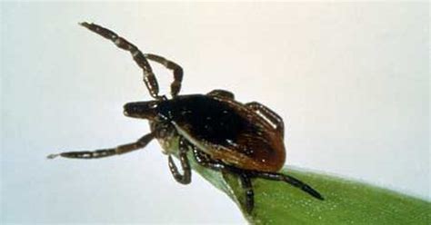 Chiggers And Ticks Oh My