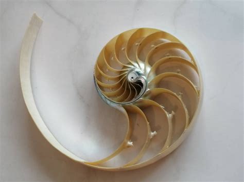 Imágenes De Fibonacci Sequence Image Fotos E Imágenes De Stock De