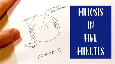 Mitosis Diagram With Labels