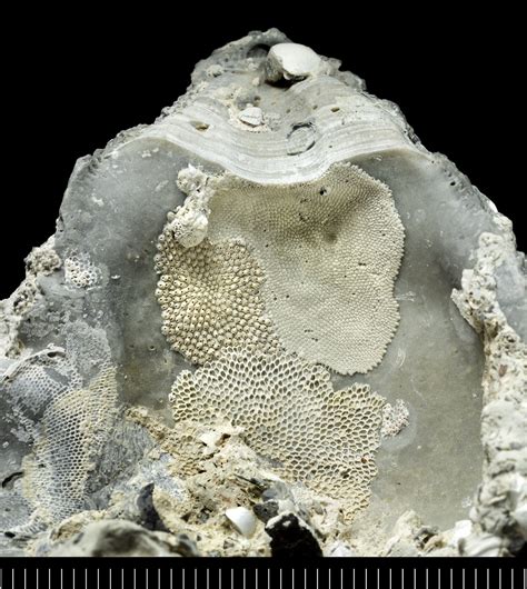Encrusting Bryozoan Fossil