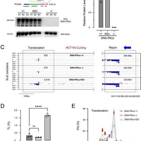 Mh Mediated Chromosome Translocation Increased In Dna Pkcs Kinase Dead Download Scientific