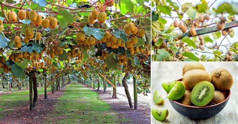 Do Kiwis Grow On Trees Where Are Kiwis Grown Balcony Garden Web