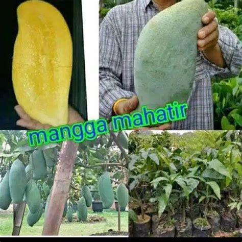 Jual Bibit Mangga Mahatir Super Besar Shopee Indonesia
