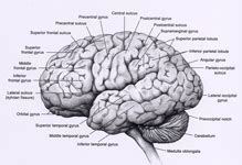 Brain Maps Brain Anatomy Functions And Disorders Brain Research And Illustrations