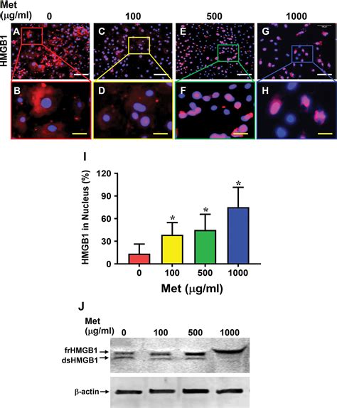 Metformin Improves Tendon Degeneration By Blocking Translocation Of