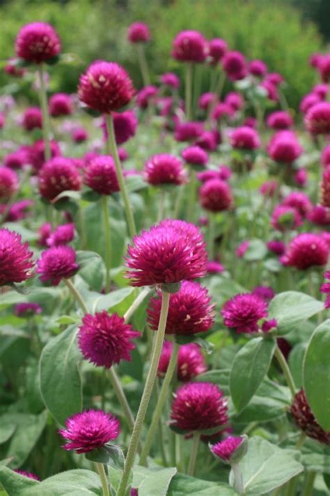 คุณรู้จักดอกไม้พวกนี้มั้ยep 2💐