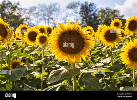 Beautiful Abundance Of Black And Yellow Sunflowers In Douglas County