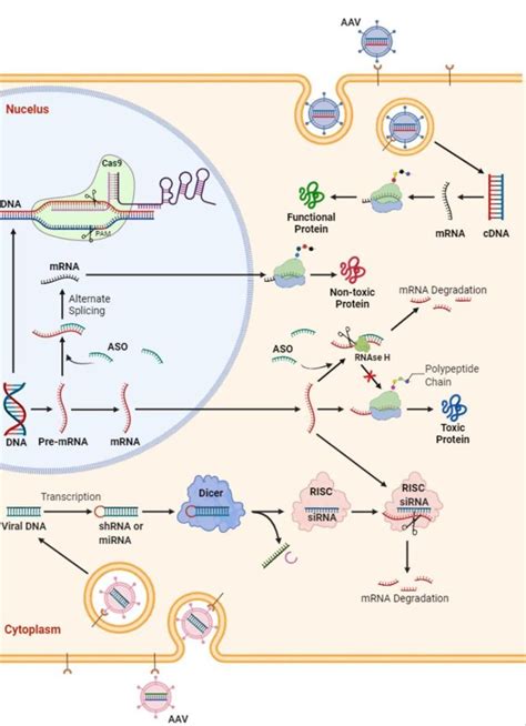 Understanding Als The Role Of Gene Therapy In Treating Amyotrophic Lateral Sclerosis Packgene