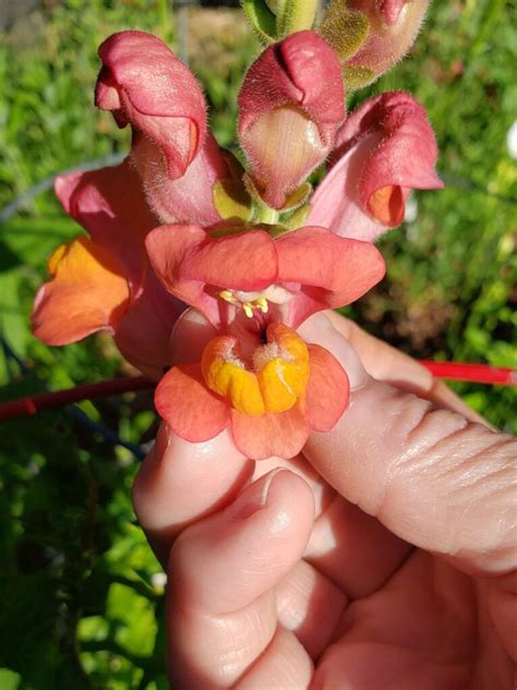 How To Grow Snapdragons For Great Cut Flowers