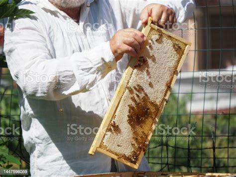 백인 양봉가가 벌집에서 꿀과 꿀벌이 있는 프레임을 꺼내고 흐릿한 배경 꿀에 대한 스톡 사진 및 기타 이미지 꿀 낮 농업 Istock