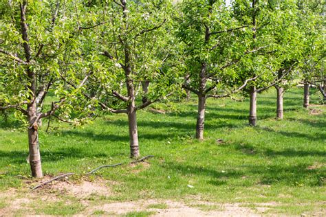 How To Calculate Trees Per Acre